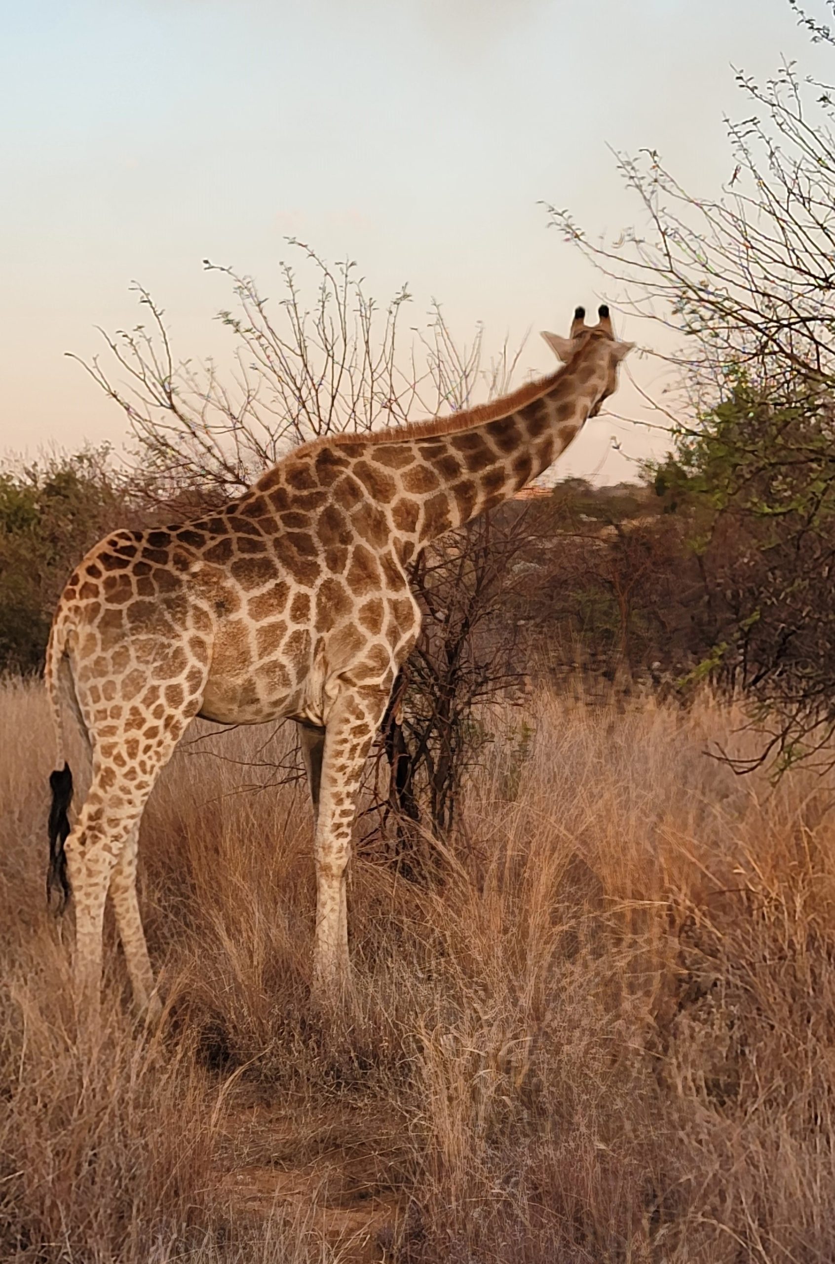 Talent Attraction Safari Series - RecruiterGuy